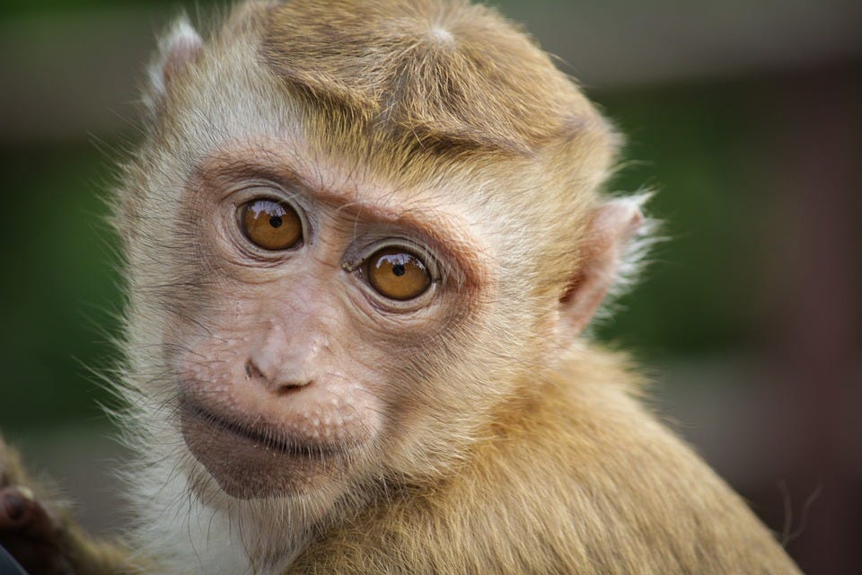 I Was Slapped By The Monkey When I Turned Six Years Old | by Gurpreet ...