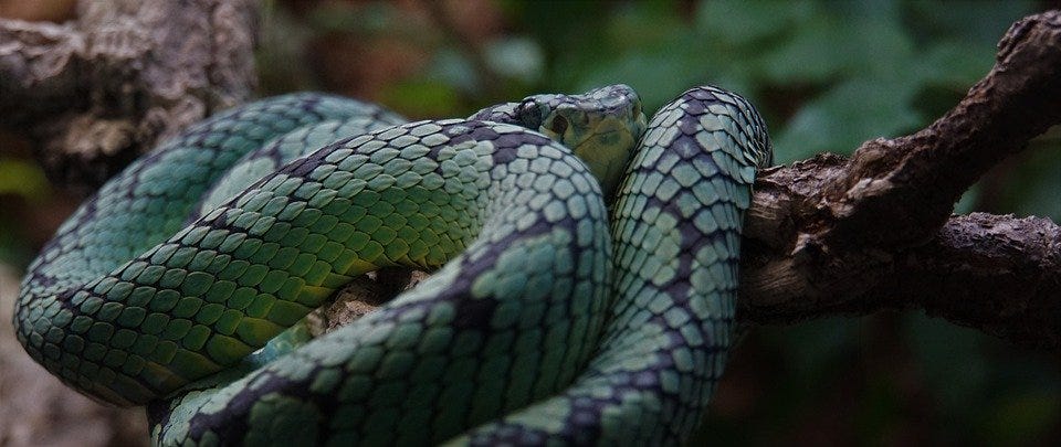Ophidiophobia: why you may have it | by NU Sci Staff | NU Sci | Medium