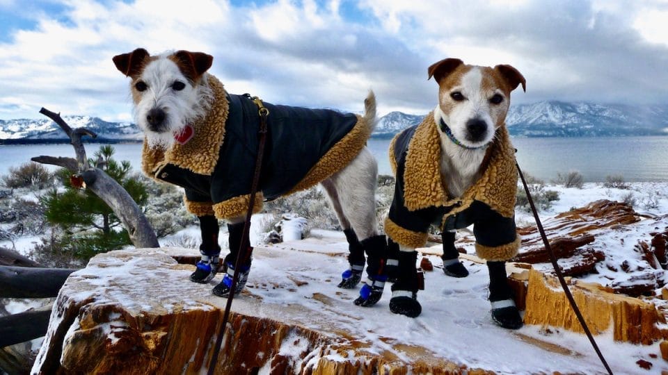 Quality Dog Boots: Ultimate Protection for Your Pup’s Paws | by Denise ...