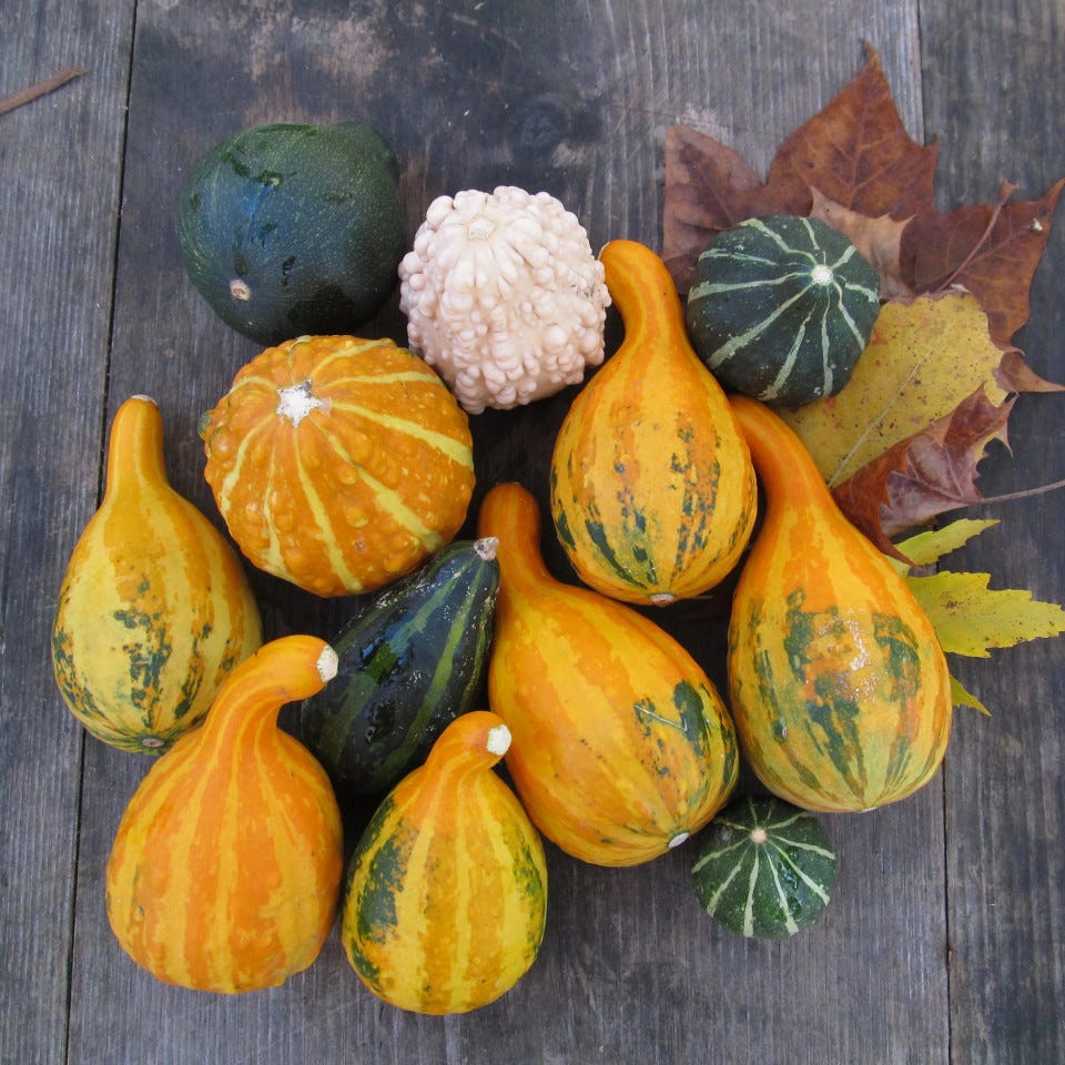How to use decorative pumpkins in decoration | by Veronyka vera | Sep ...