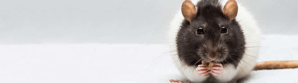 What human food can rats eat? - Sweeny jane - Medium