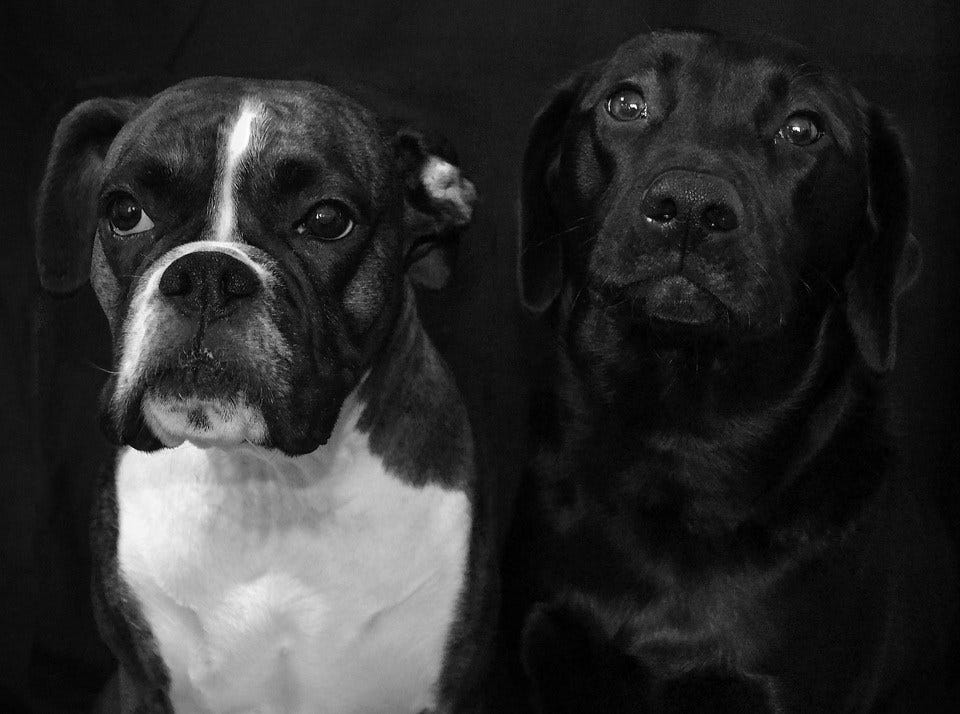 Most Well-Known Dog Breeds | by Alanna Coggin | Medium