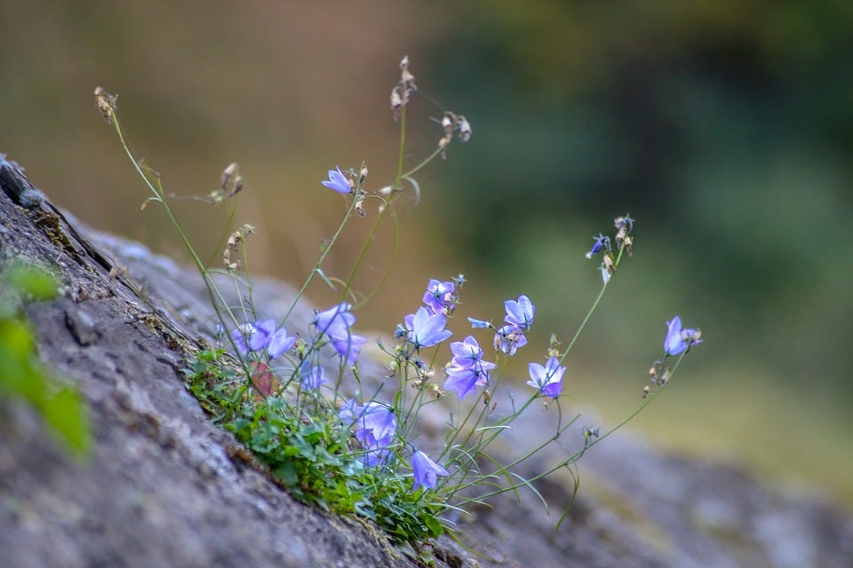 Wallflower - Hanan AJ - Medium