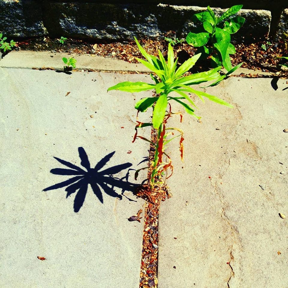YOU ARE ALREADY THERE. The other day, I saw this little weed… | by ...