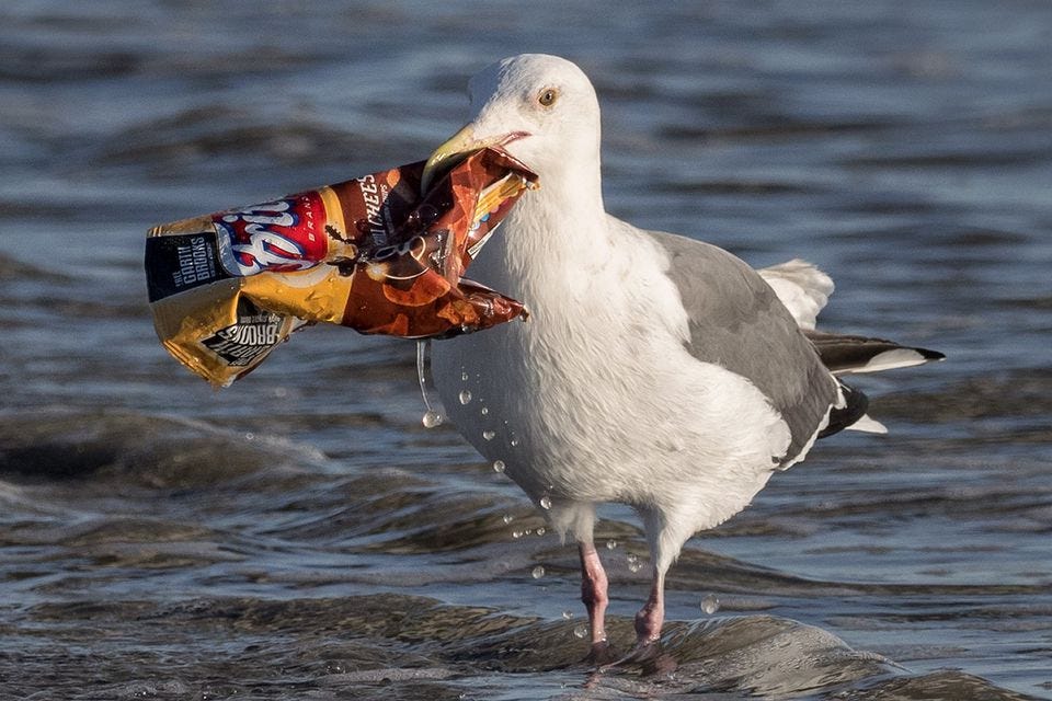 Litter harms birds, and we can help | by ASGARD ECO FUND | Medium