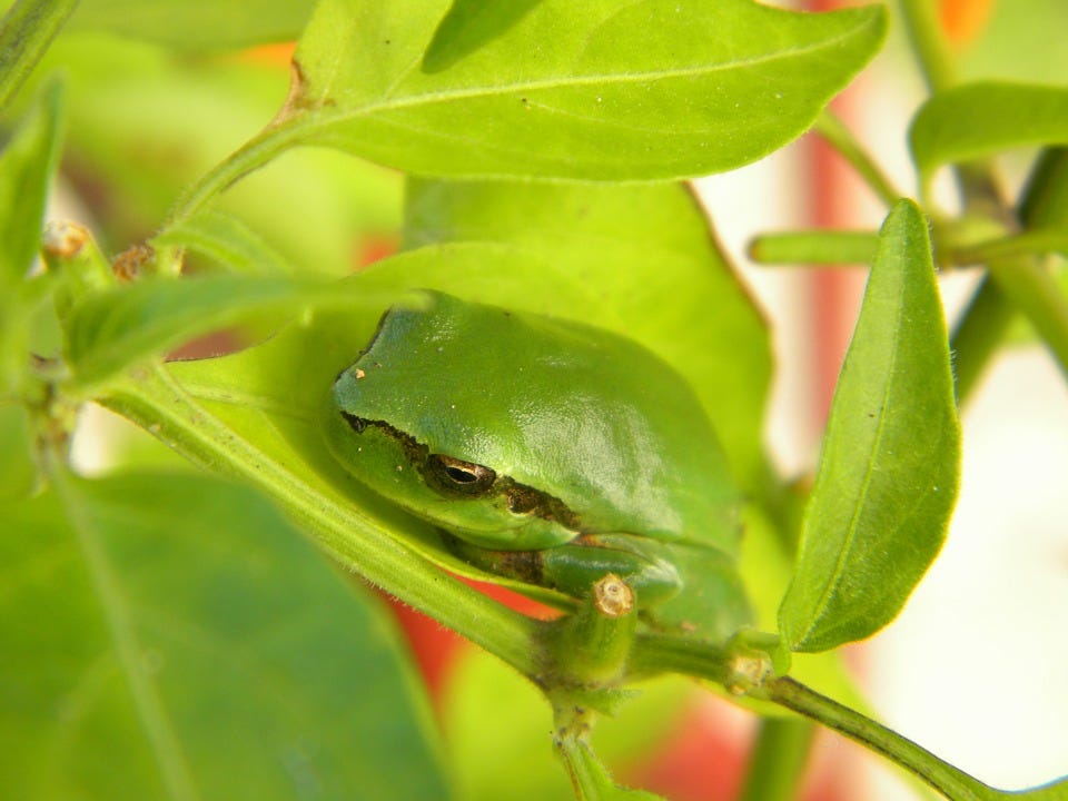 Hiding in Plain Sight. How Animals Avoid Predation Through… | by ...