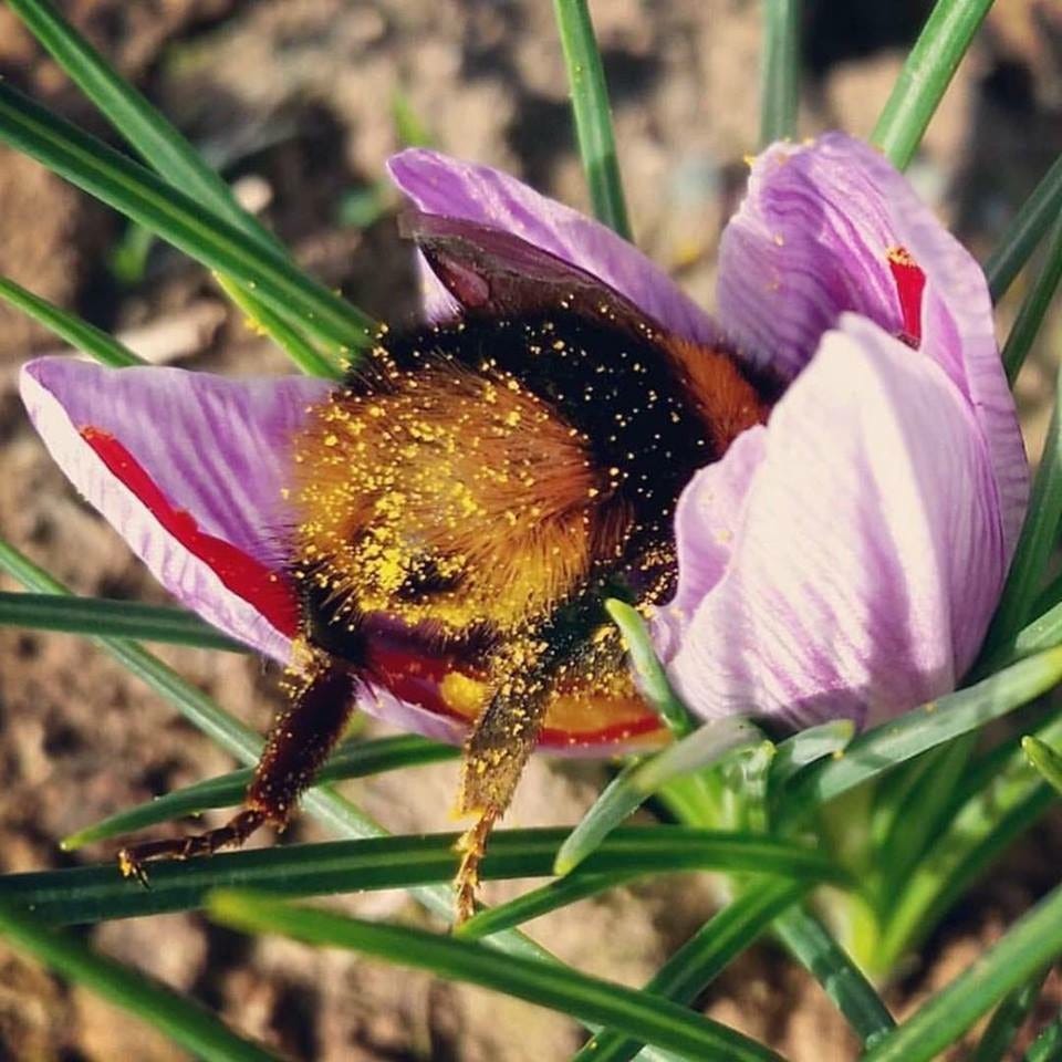 Bee-hind. I can sense just how tipsy this bee is… | by anonymuse | Medium