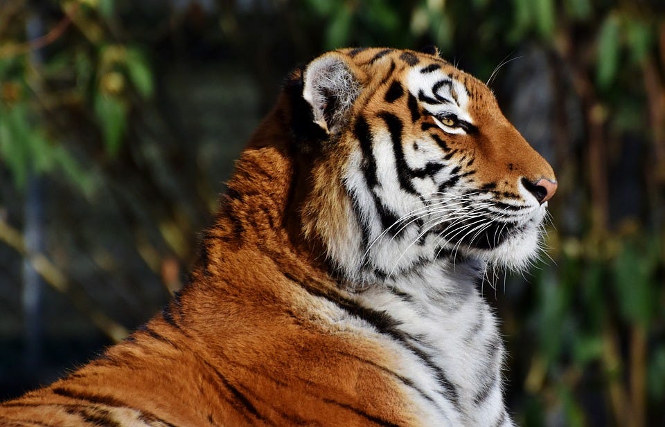 The Tiger Lacks Killer Instinct. Had to turn to writing with ...