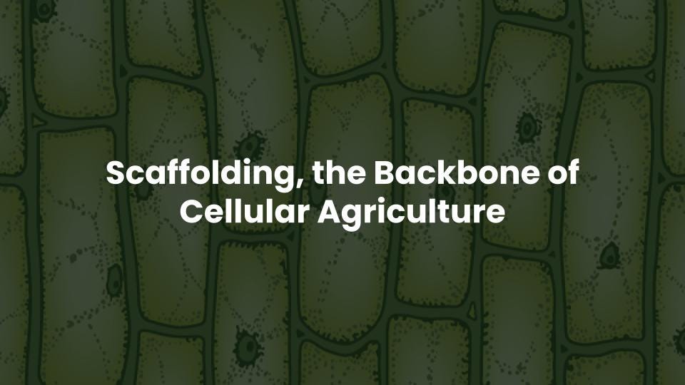 Scaffolding, the Backbone of Cellular Agriculture | by amiveerashah ...