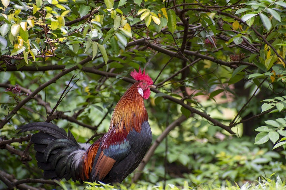 There’s an Avian Flu-caused Egg Shortage – are Backyard Chickens the ...