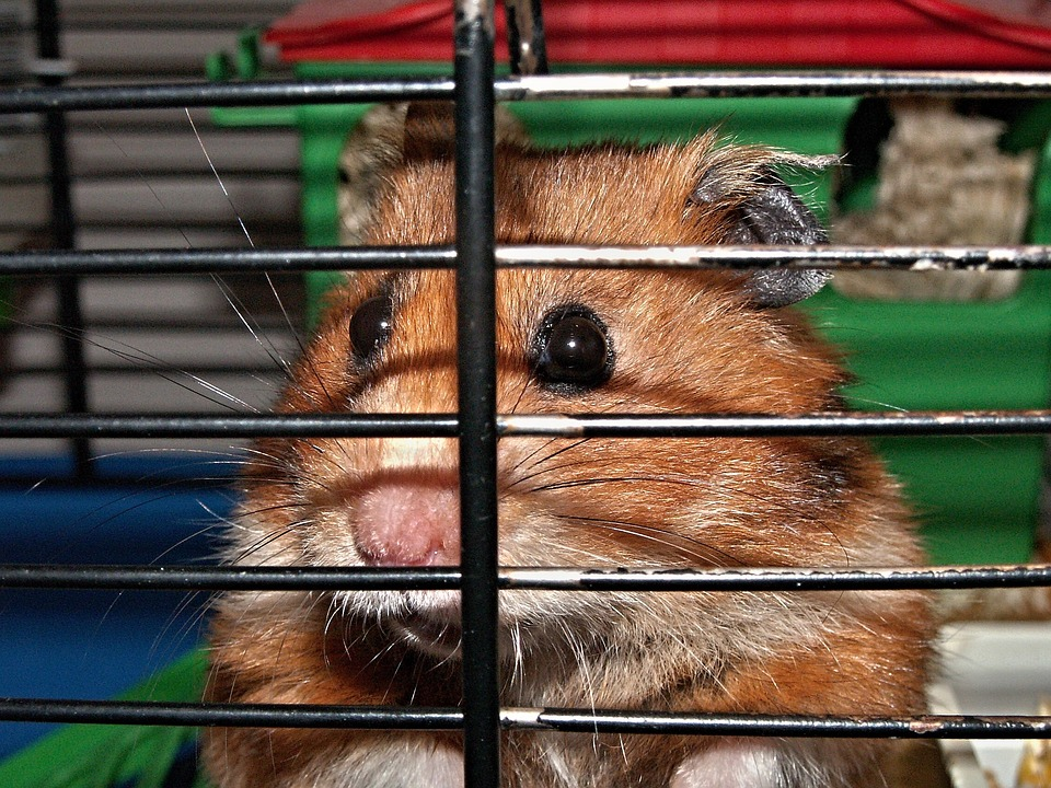 Tips for Choosing a Hamster Cage (for a Happier and Healthier Pet) | by ...