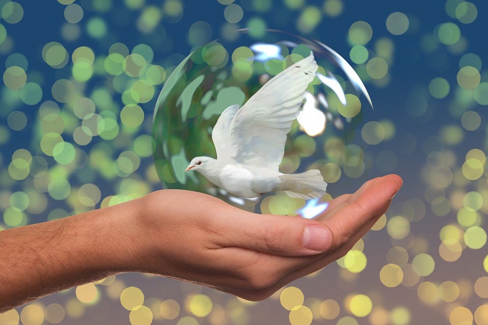 The Dove Poem. you only see the price of love | by Caeli Mckamey | Medium