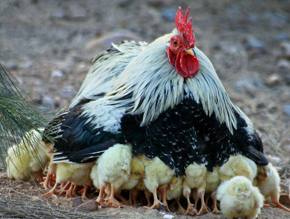 Introduction to Brooding in Poultry | by Sbgroupnepal | Medium