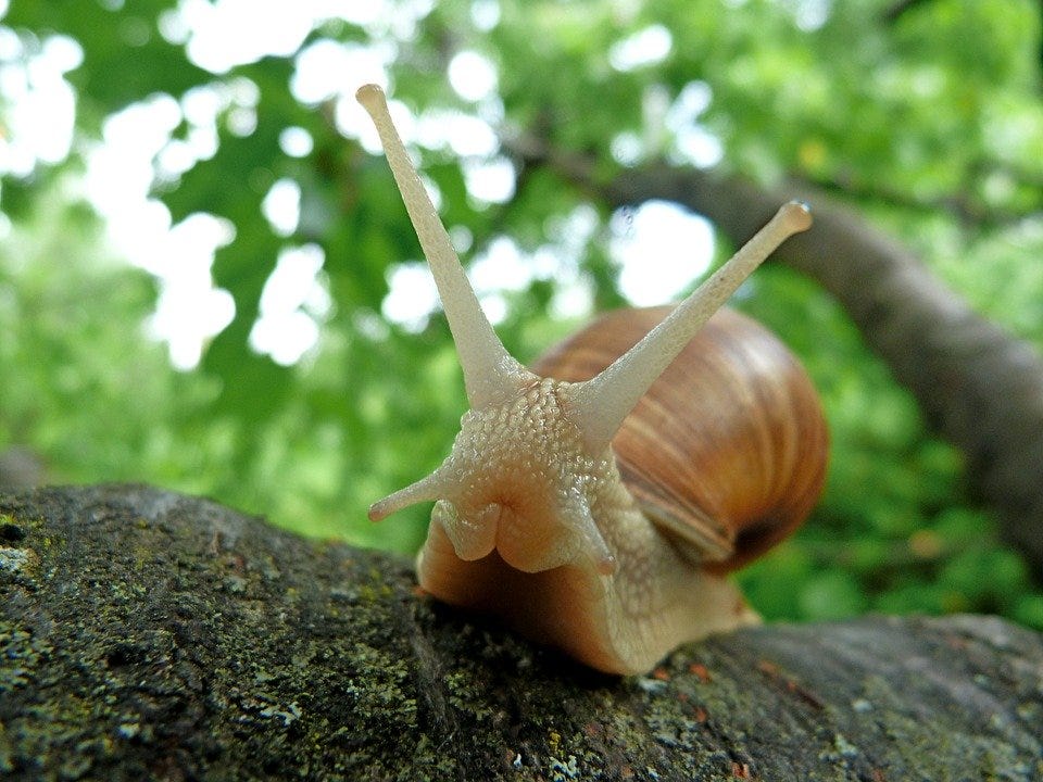 Night of the Living Parasite. By Joseph Valenti, Biology, 2023 | by NU ...