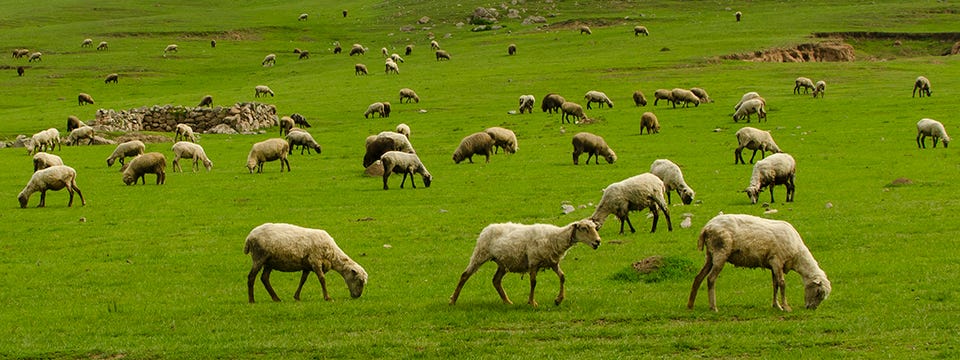 Separate yourself from the herd. Do you fit in? If not, what’s wrong ...