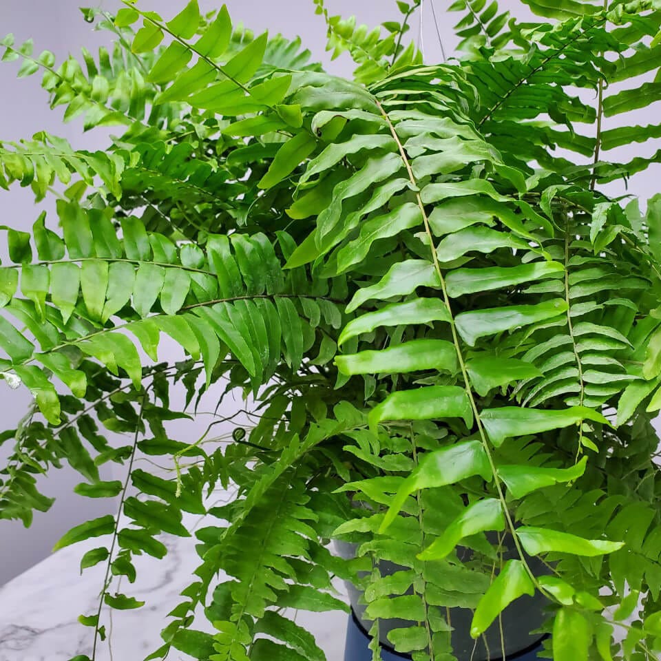 Macho Fern Poisonous to Pets? Safety Tips Revealed | by Marusya ...