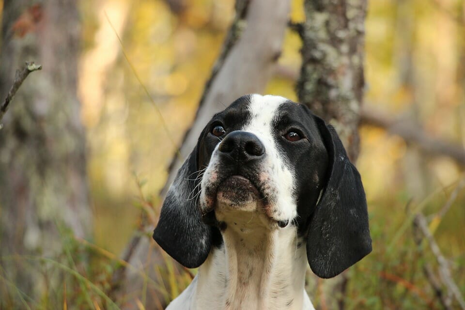 Anderson Abercromby Vet Referrals: Trusted Referral Services | by ...