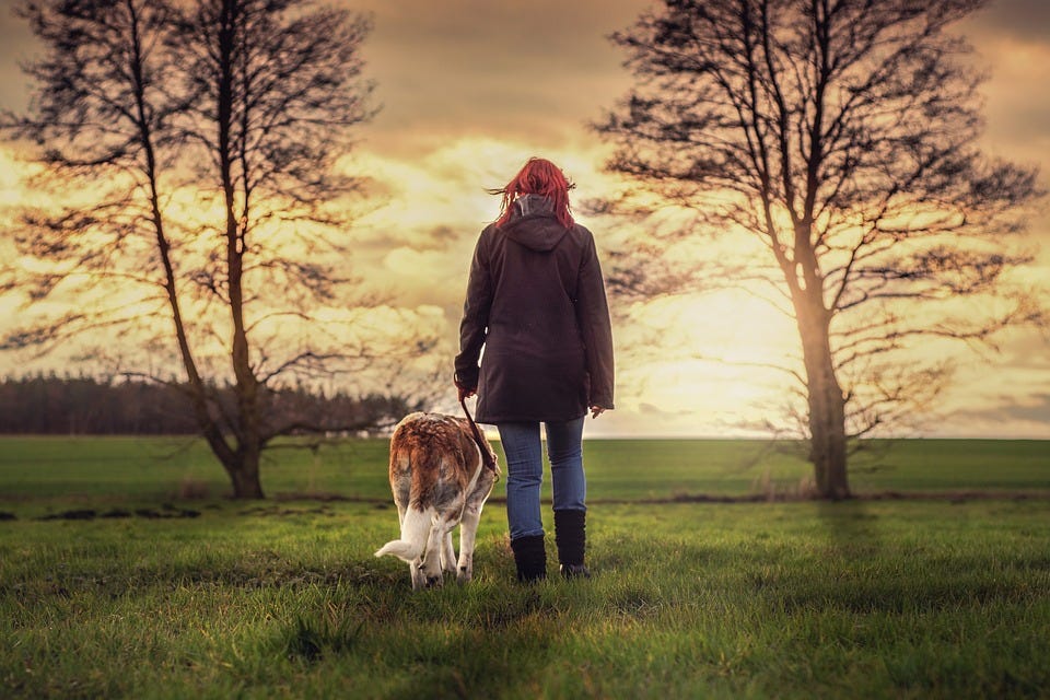 7 Dog Walking Advertising Ideas Sure Fire Ways To Get Clients Medium
