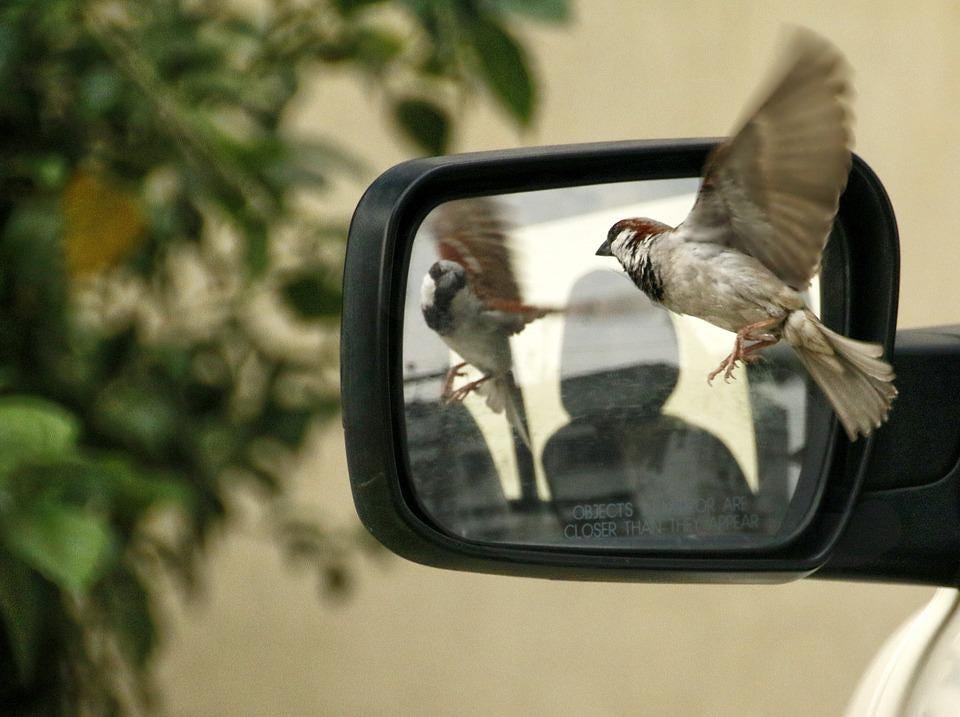 Sparrow, Mirror and Reflection. I have been watching a sparrow at hall ...