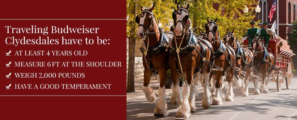 BUDWEISER CLYDESDALES TO VISIT LOI HORSE SHOW | by Live Oak ...
