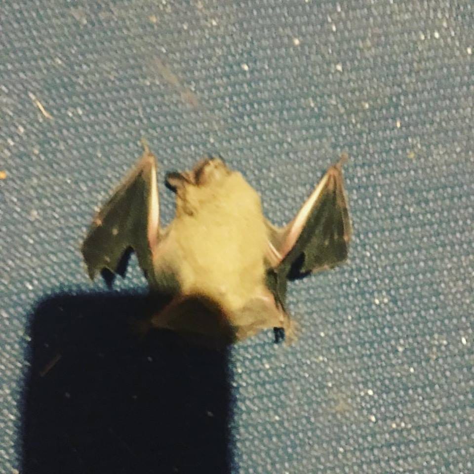 Requiem for a Dying Bat. I’m up until the wee hours reading… | by Hanna ...