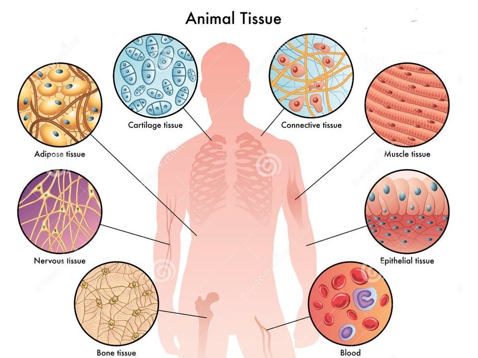 Human Tissue — Anatomy & Physiology / Detailed Overview Definition ...