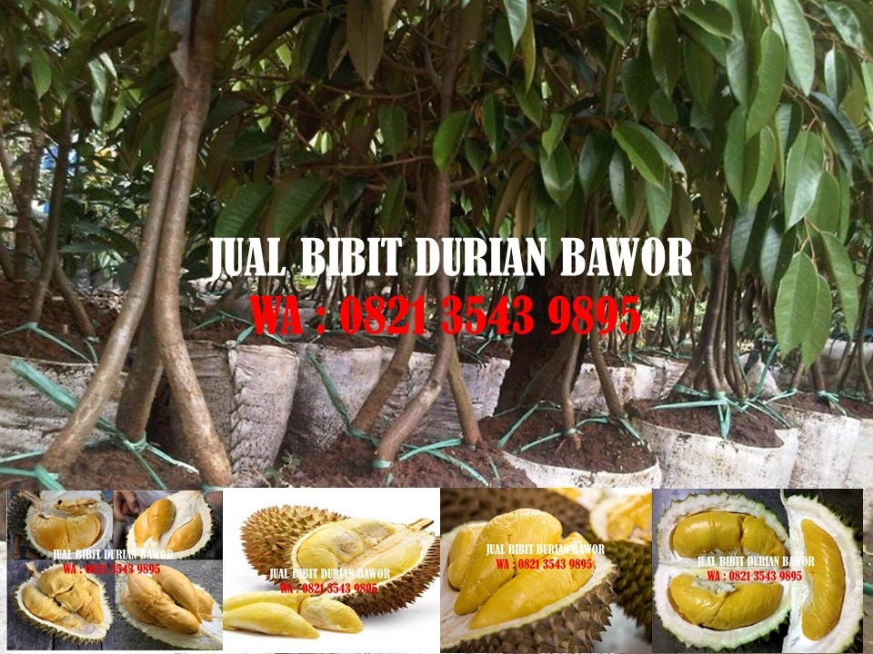 Distributor Bibit Durian Bawor Murah Di Lebak, Banten CALL/WA 0821 3543 9895 | by ...