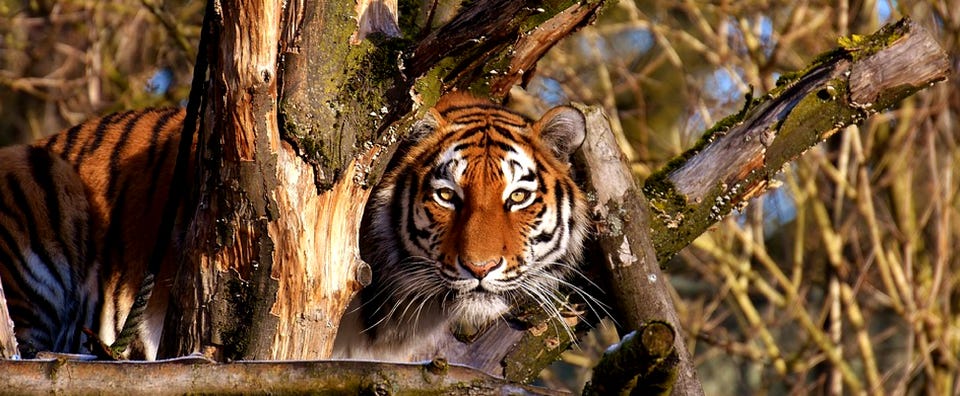 Story behind TIGERS Preservation Station | by Bhagavan Antle | Medium