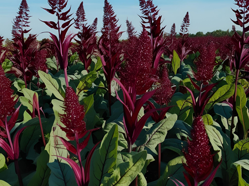 All About Edible Amaranth. Learn about Edible Amaranth, its… | by Quinn ...