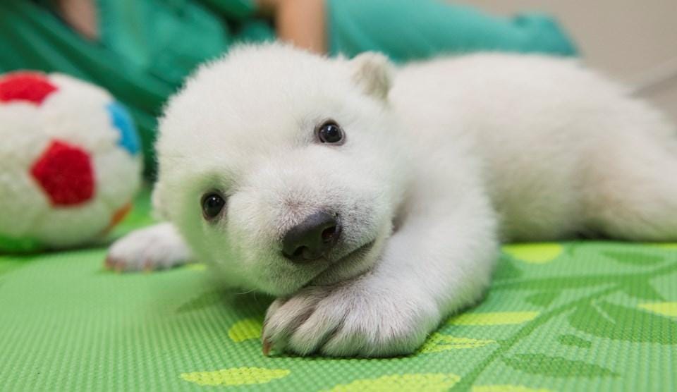 Meet cute Nora :). Meet Nora, the youthful polar bear… | by Stephany ...