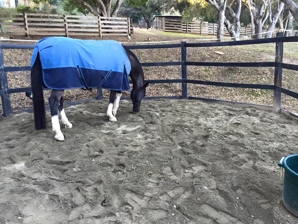 How a fetlock support shoe helps in healing suspensory ligament ...