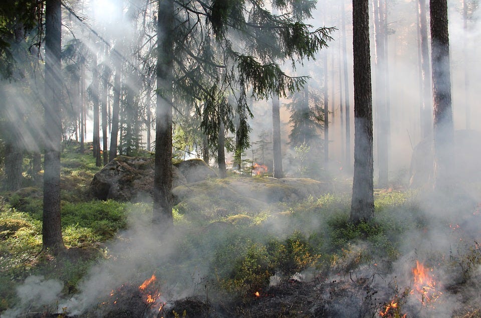 Review: Fire Season by Leyna Krow | by Jessica George | Medium
