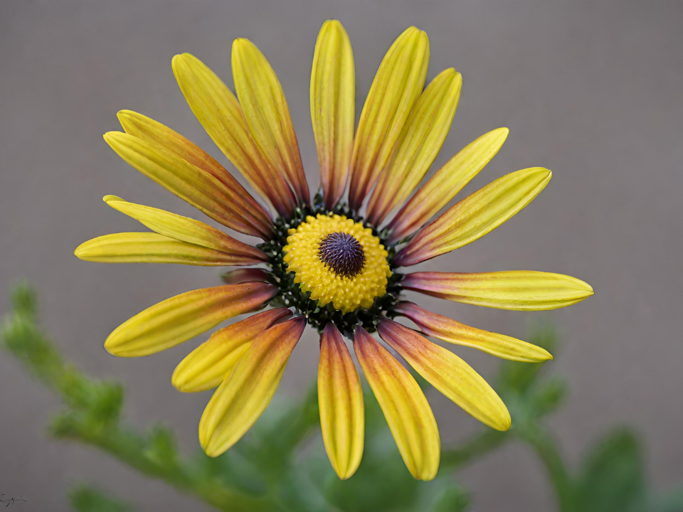 All About African Daisy. Learn about African Daisy, its… | by Quinn Sea ...