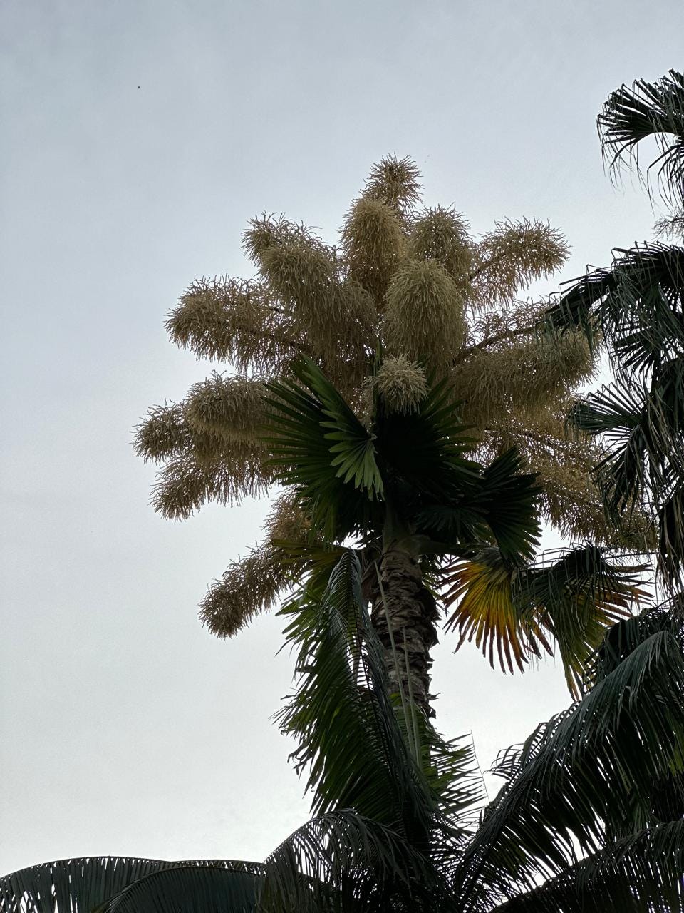The Enigmatic Story of the Talipot Palm | by Rose Aguilar | Long. Sweet ...