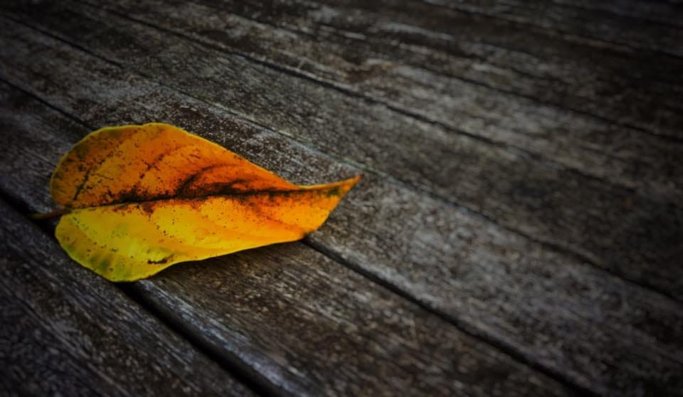 I feel beautiful said the The Fallen Leaf.. | by preethi nanda kumar ...
