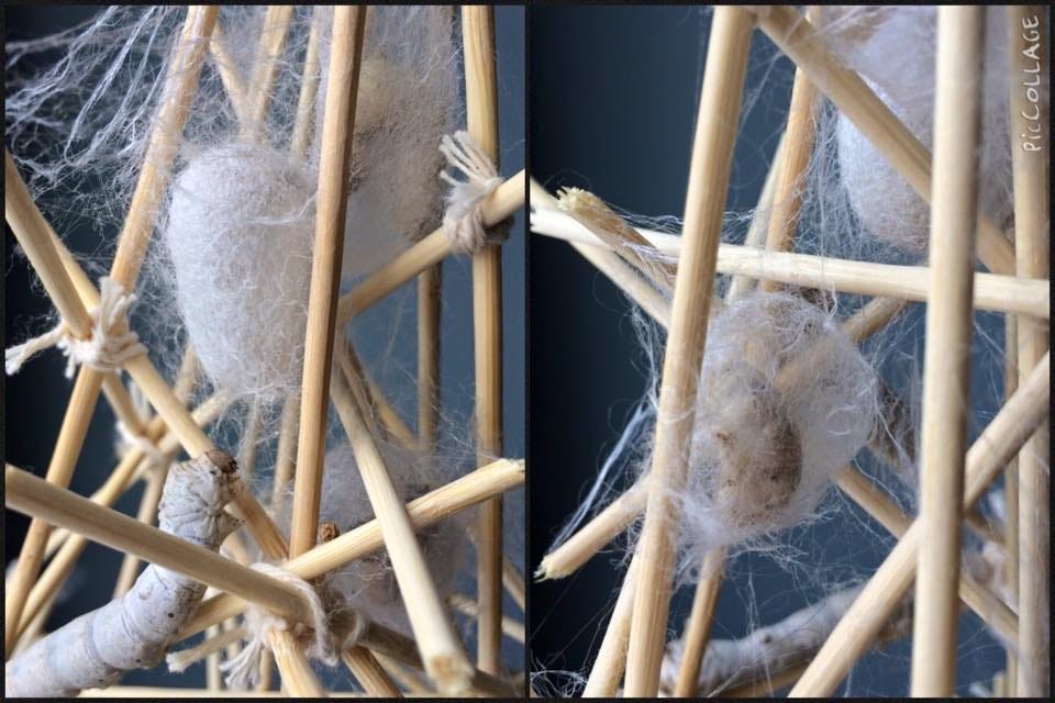 Beautiful Silk Cocoons. My friend got silkworm eggs for Wyatt… | by ...