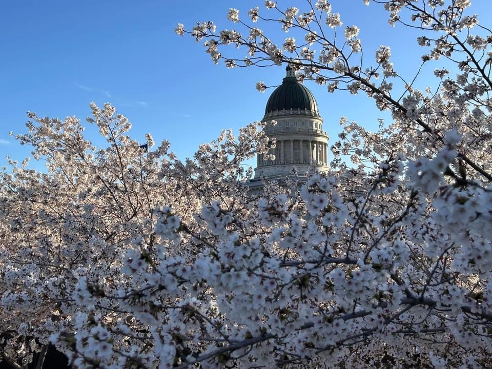 Thousands Gathered To Enjoy Beautiful Cherry Blossoms In Utah | by ...