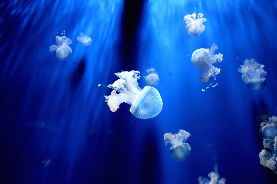 The Future Is Blue. Think Jellyfish. | by Shulynn Ragland | Feb, 2026 ...