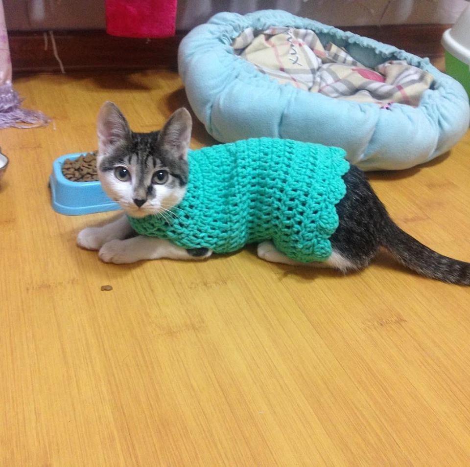 Муур тэжээх гэж байна уу?. Манай гэр бүл муужгай тэжээгээд бараг л… | by Battuul Batzorig | Medium