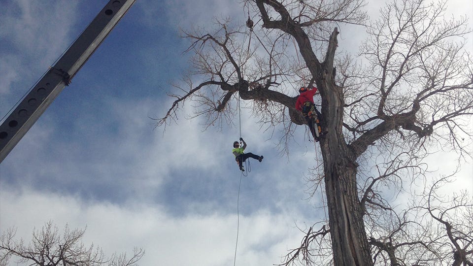 Winter Tree Tips. The winter snow is on its way. And… | by John Gibson ...