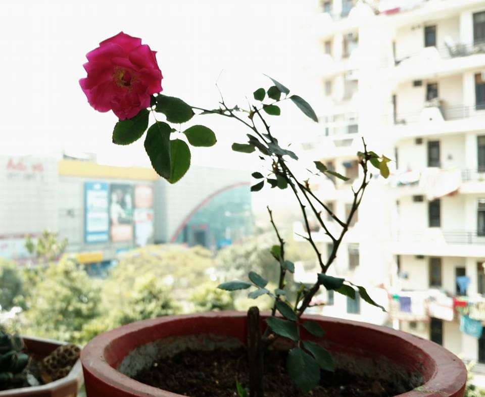 A Rose. A Rose is like hope, you have to… | by Rupa Abdi | Medium