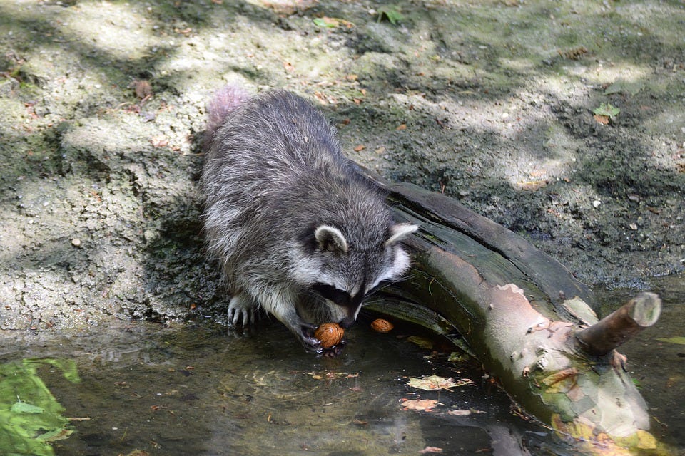 Raccoon tests positive for rabies in Palmyra | by Jack Tomczuk | Medium