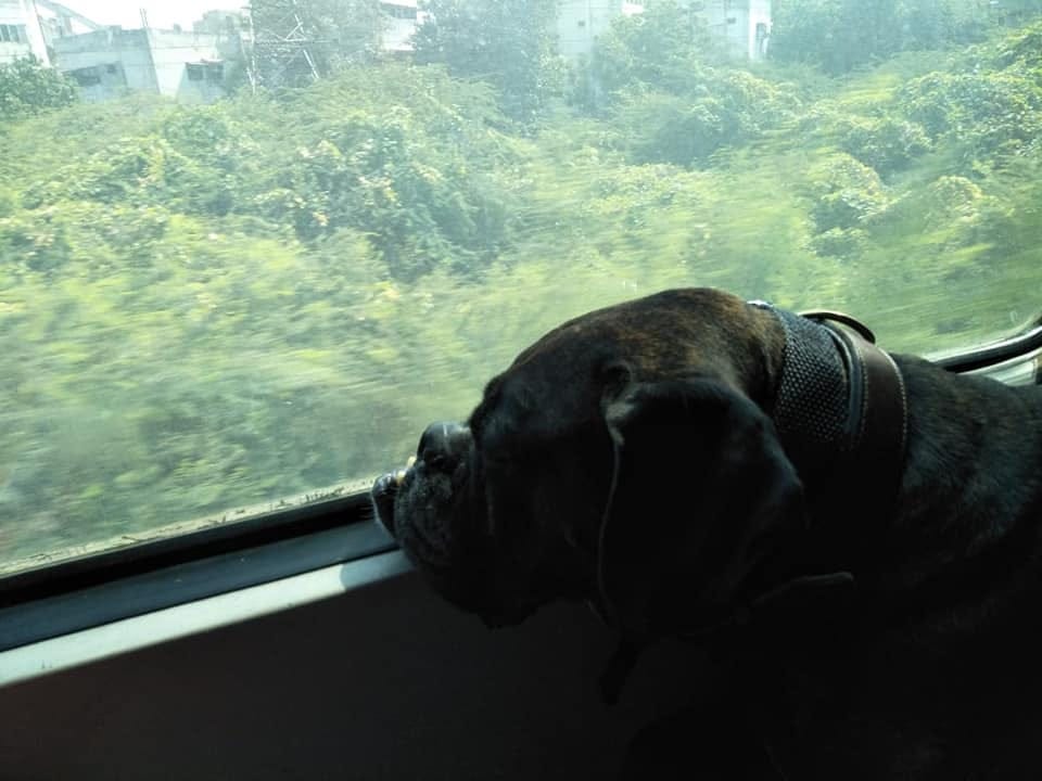 What led to my dog Dexter’s death.. | by Debolina Chaudhuri | Medium