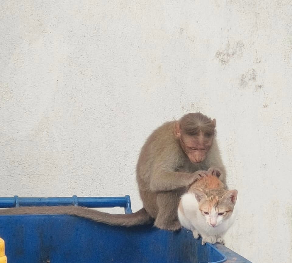 A Monkey Two Cats and the Apartment Adventure by Prahalad Rajkumar The Orange Journal Medium