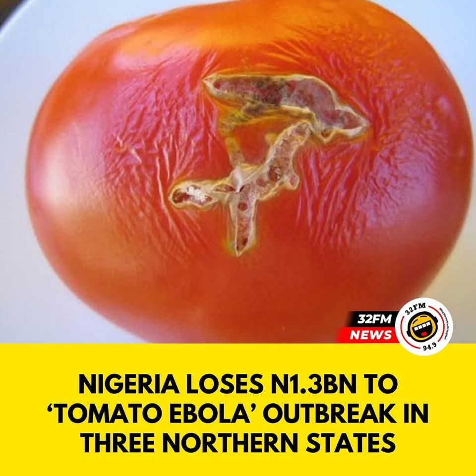 Tomato Ebola: The Lesson Not Learned | by Emeka Christian | May, 2025 | Medium