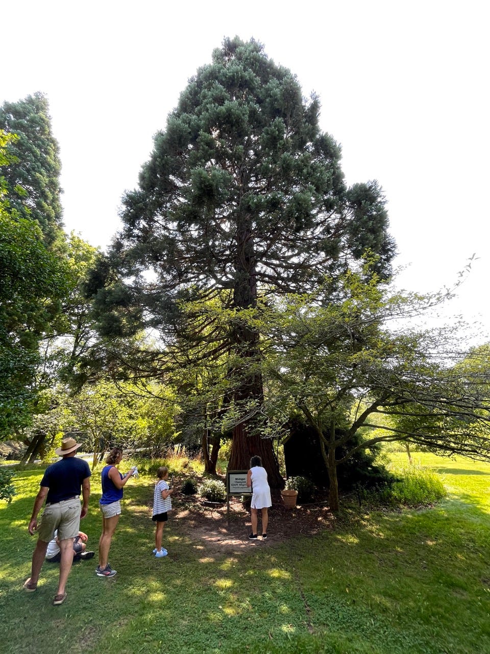 This Giant Sequoia Would Look Great in My Backyard! | by Jeffrey Clos ...