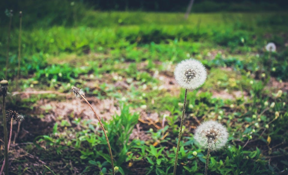 Palmyra Green Team takes a ‘big step forward’ | by Jack Tomczuk | Medium