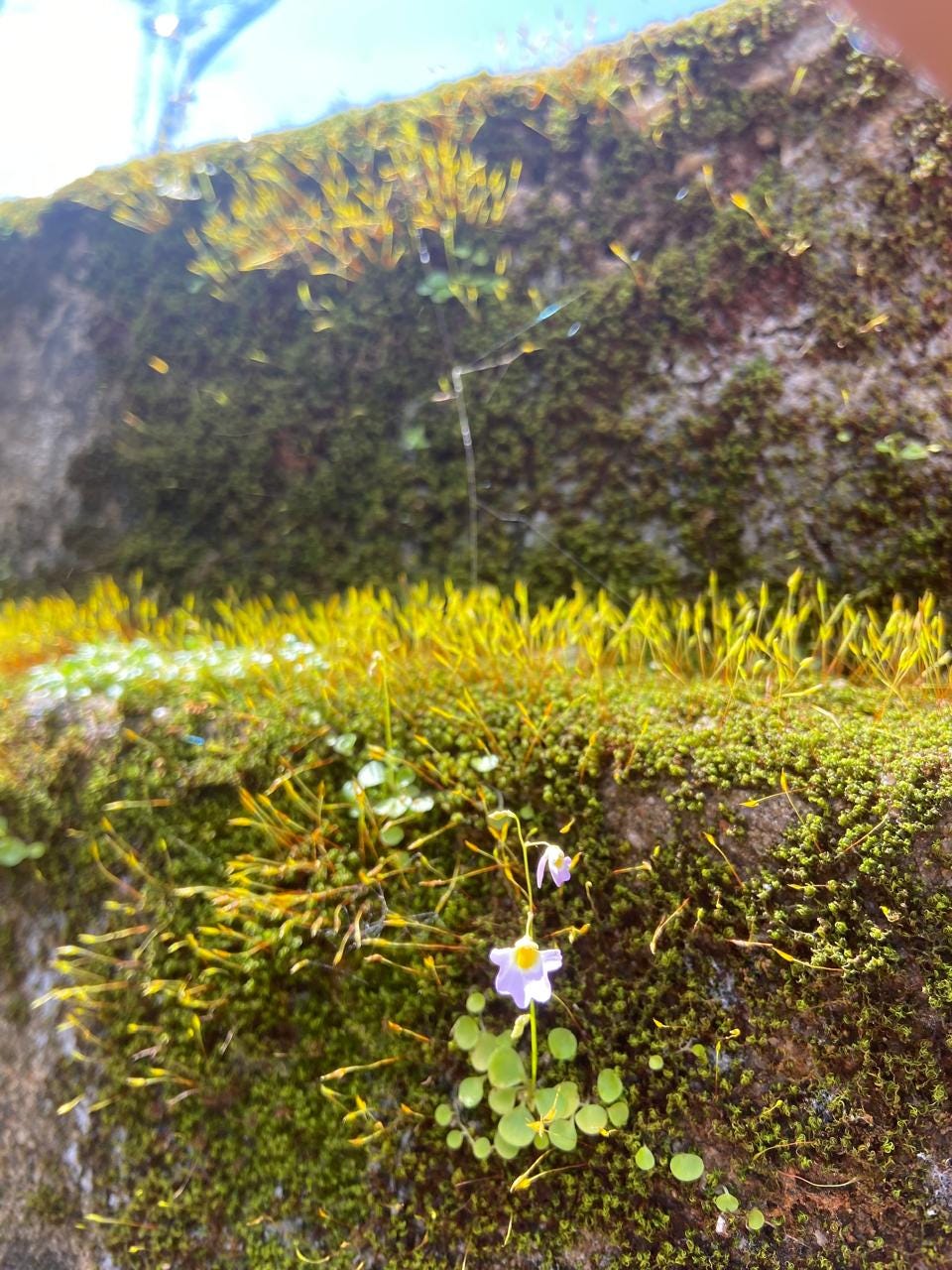 Bloom Where You’re Not Planted. What a tiny flower on a mossy wall ...