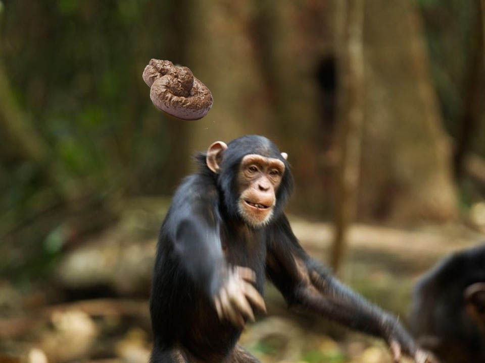 Impenetrable Babbling. AKA the primate prattle of the usually… | by ...
