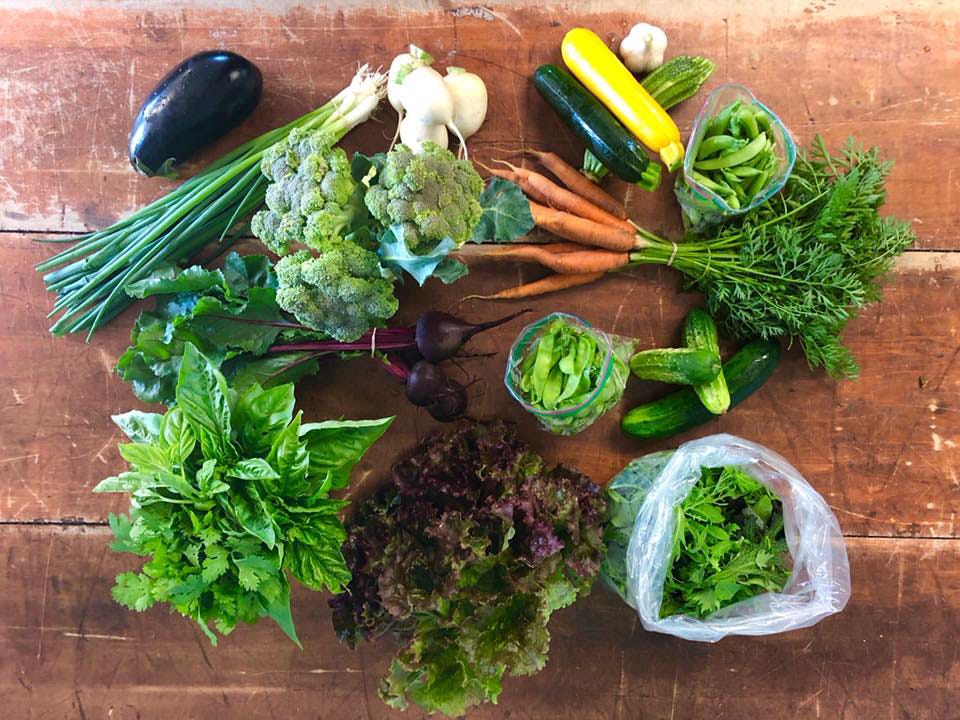 Farm Update: Food Edition. It seems that all of June and July has… | by ...